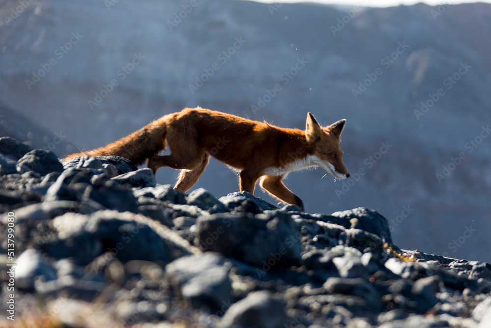 Fuchs Stock Photo | Adobe Stock