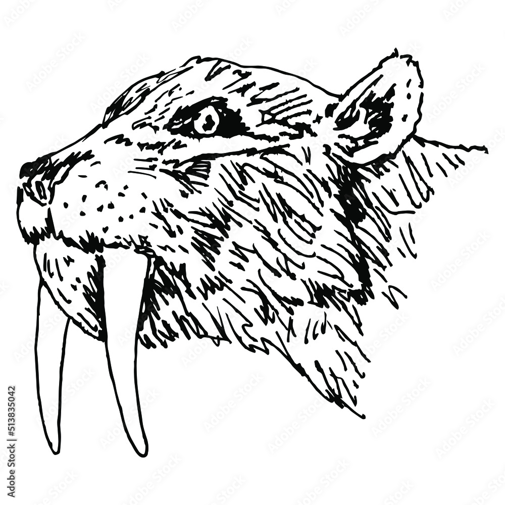 Head of a prehistoric sabertoothed cat. Smilodon. Extinct predator ...