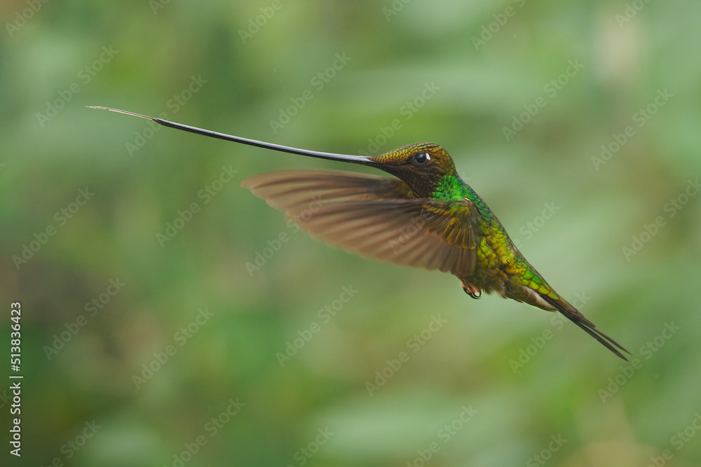 Sword-billed hummingbird - Ensifera ensifera also swordbill, Andean ...