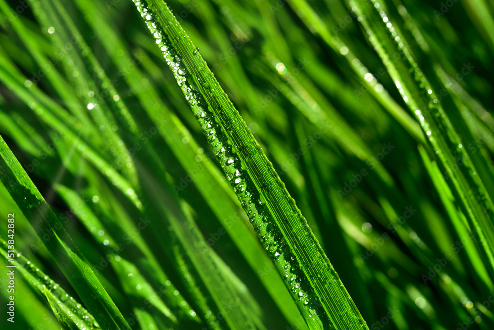 Dew on grass. Grass with dew drops. Green grass background or texture ...