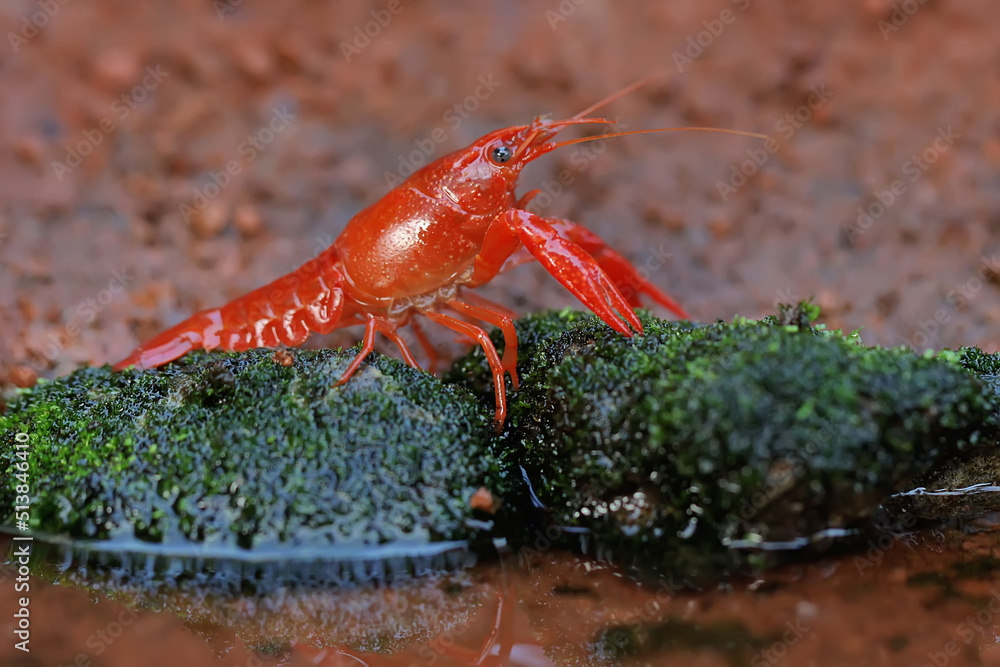 A crayfish is resting on a mossy rock by the river. This aquatic animal ...