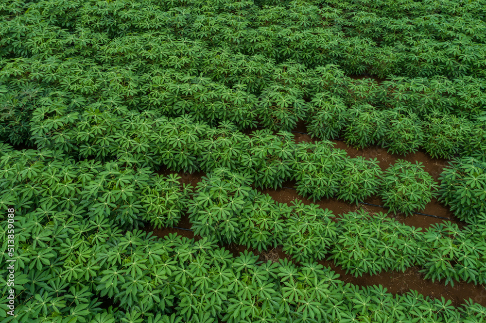 Aerial view of planting area cassava in Thailand. This is the landscape ...