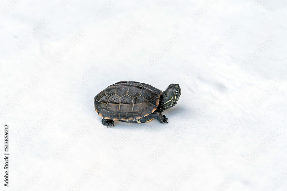 Baby Reeves Turtle, Mauremys reevesii, also known as the Chinese Pond ...
