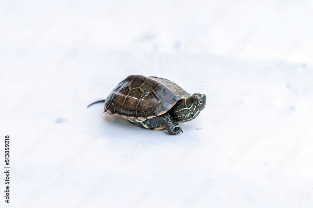 Baby Reeves Turtle, Mauremys reevesii, also known as the Chinese Pond ...