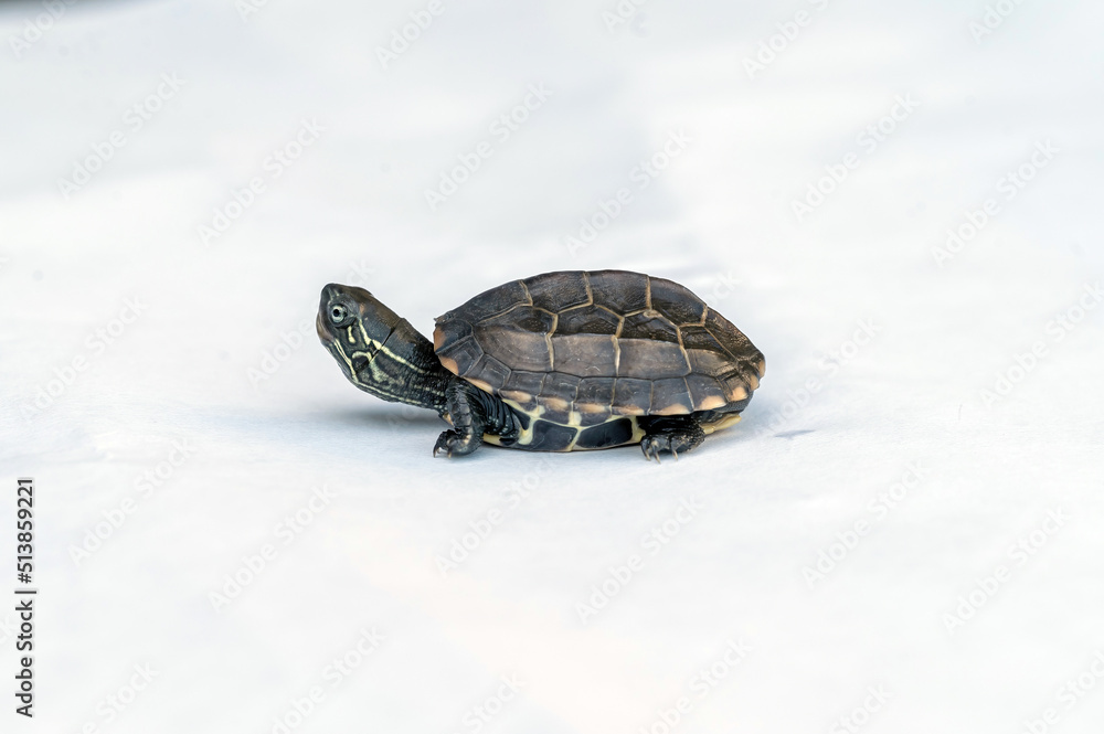 Baby Reeves Turtle, Mauremys reevesii, also known as the Chinese Pond ...