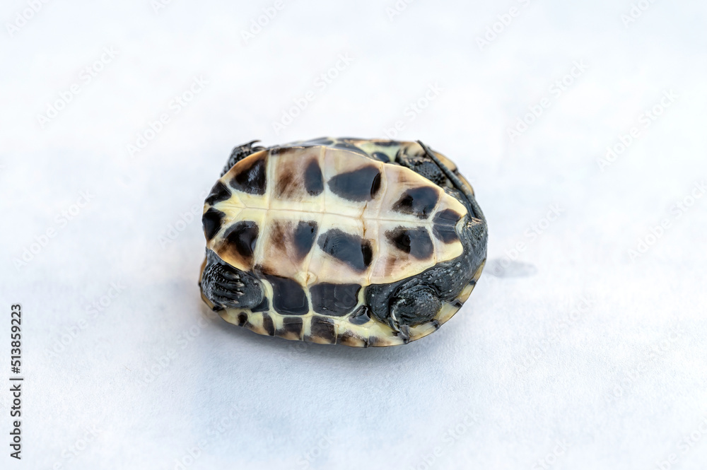 Baby Reeves Turtle, Mauremys reevesii, also known as the Chinese Pond ...