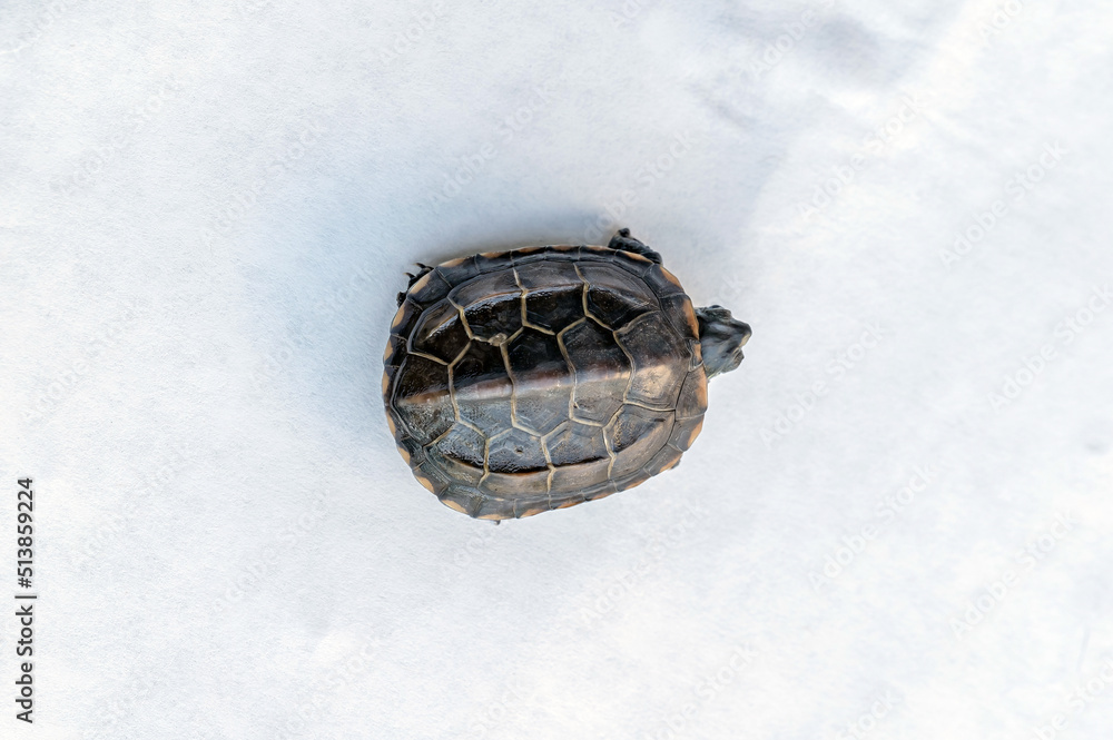 Baby Reeves Turtle, Mauremys reevesii, also known as the Chinese Pond ...