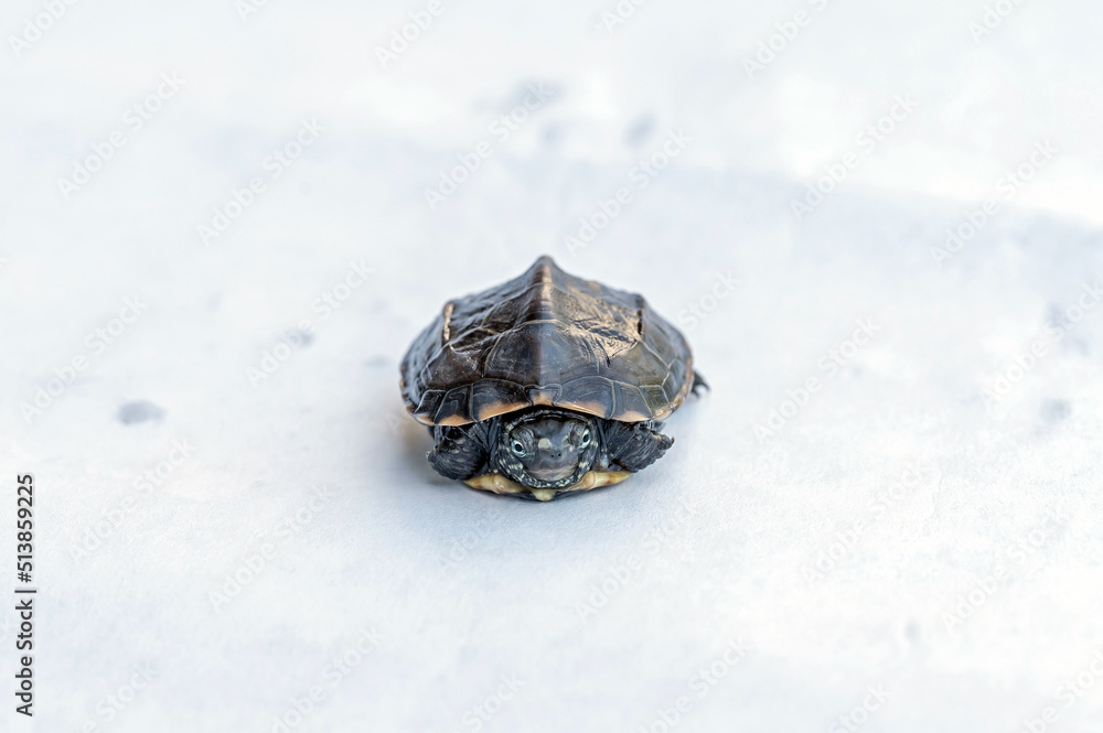 Baby Reeves Turtle, Mauremys reevesii, also known as the Chinese Pond ...