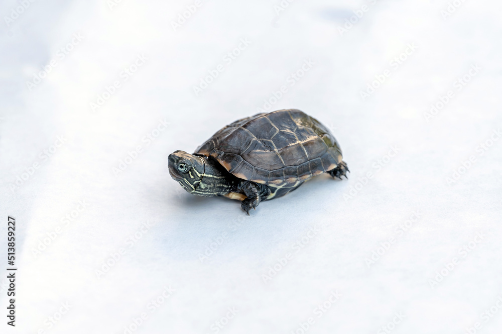 Baby Reeves Turtle, Mauremys reevesii, also known as the Chinese Pond ...