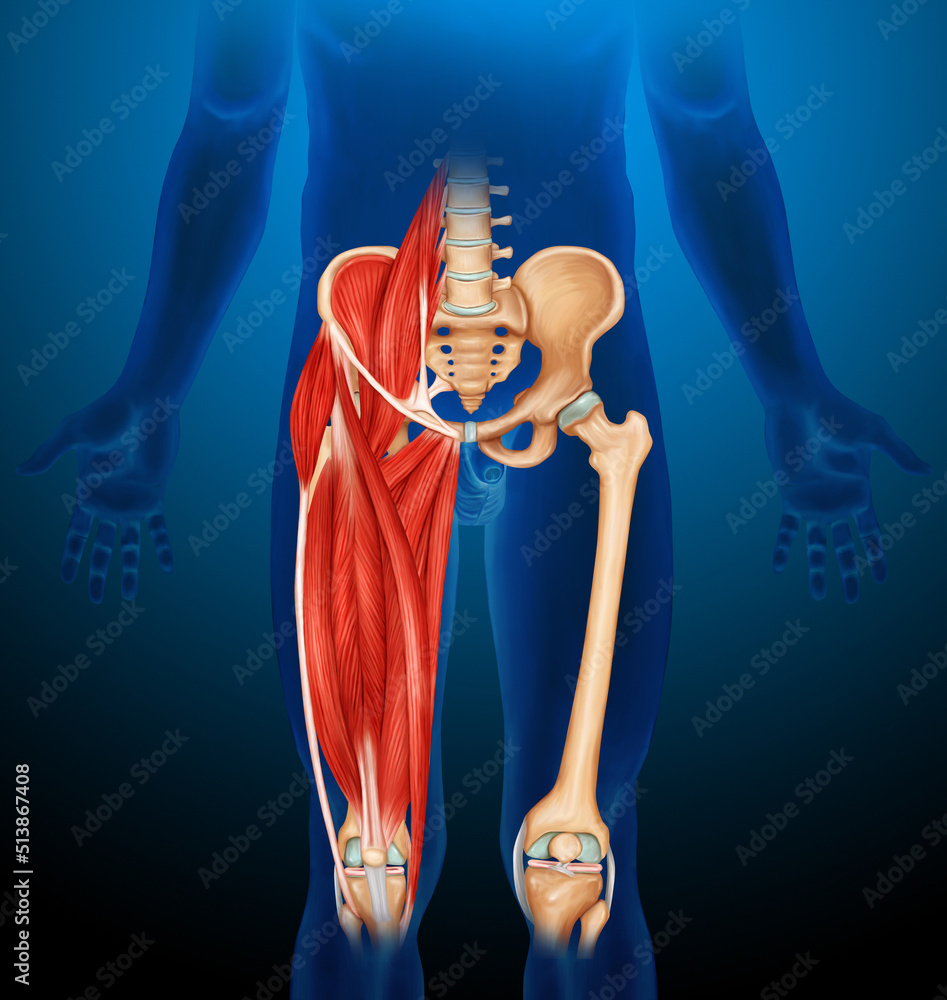 Leg muscle anatomy medical illustration blue body Stock Illustration ...