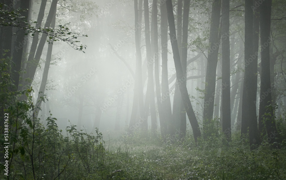Pathway through the majestic deciduous forest in a fog at sunrise. Soft ...