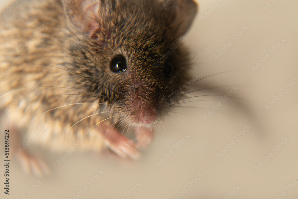 Xray Ct Illustrates The Evolution Of The Computer Mouse