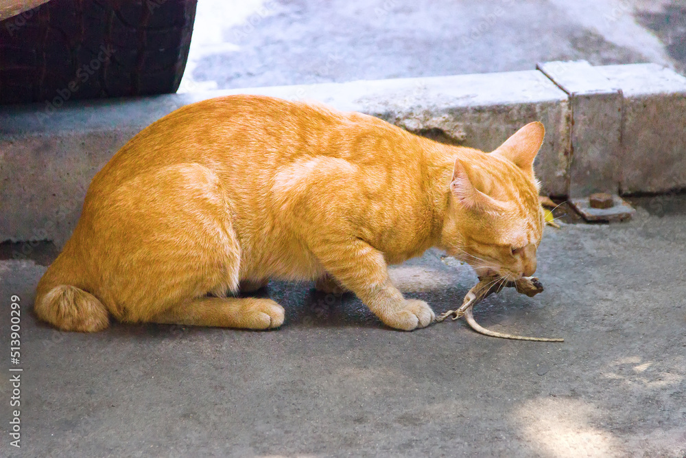 Feral cat caught a lizard and eats with appetite. Cat lovers should not ...