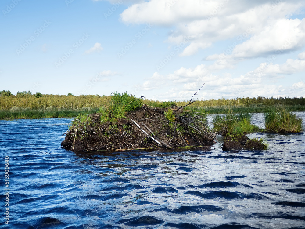 Windy sunny day on the coastal marches. Beaver built a hut on the ...