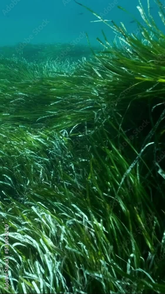 VERTICAL VIDEO: Close-up of dense thickets of green marine grass ...