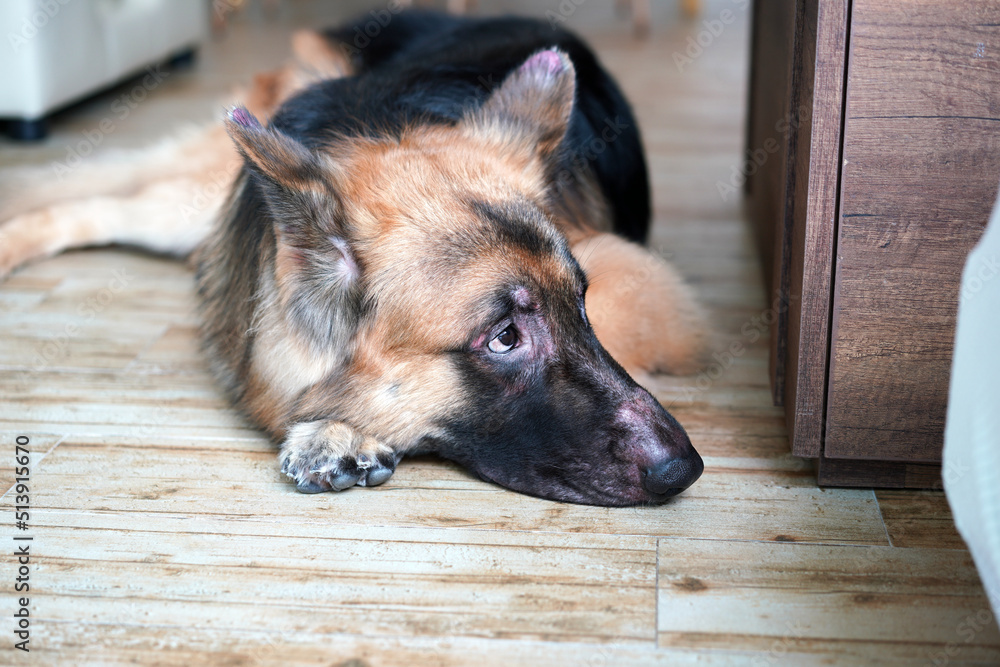 german shepherd dog with skin rash at face from allergy infection lying ...