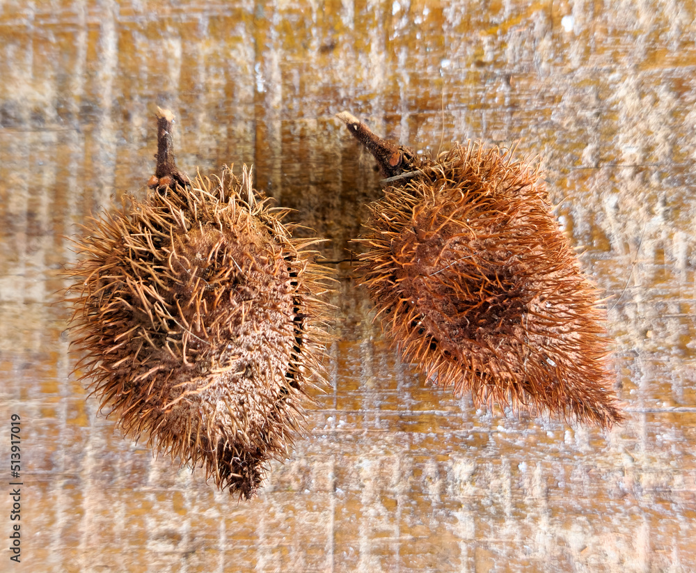 Brazilian Urucum Annatto Seeds on rustic background. Centered Open ...
