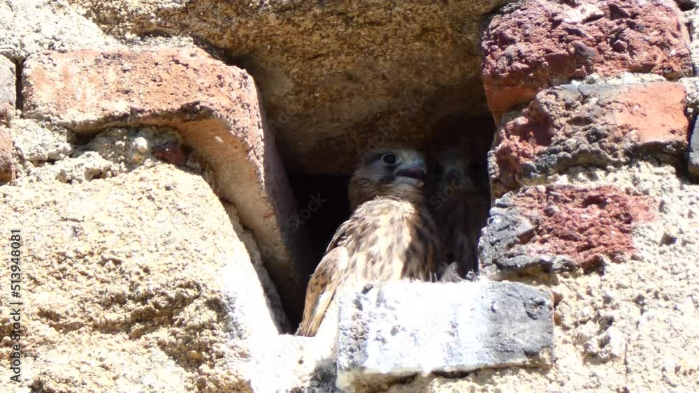 Young about to leave the nest and full plumage of the common kestrel ...