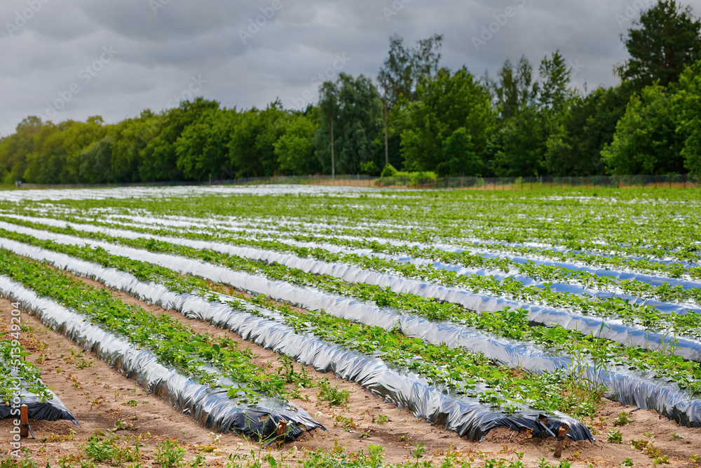Strawberry plantation. Strawberry field, growing strawberries ...