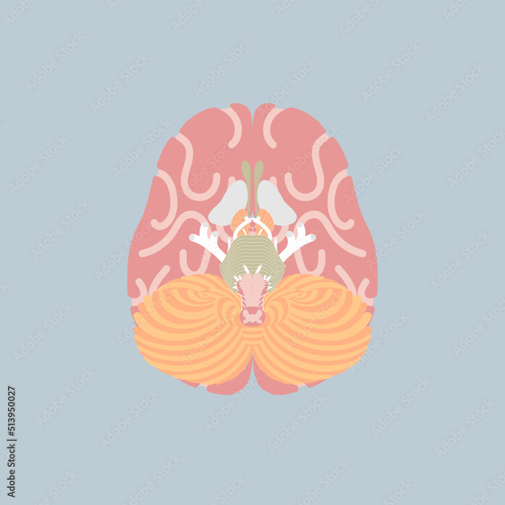 human brain, internal organs anatomy body part nervous system, vector ...