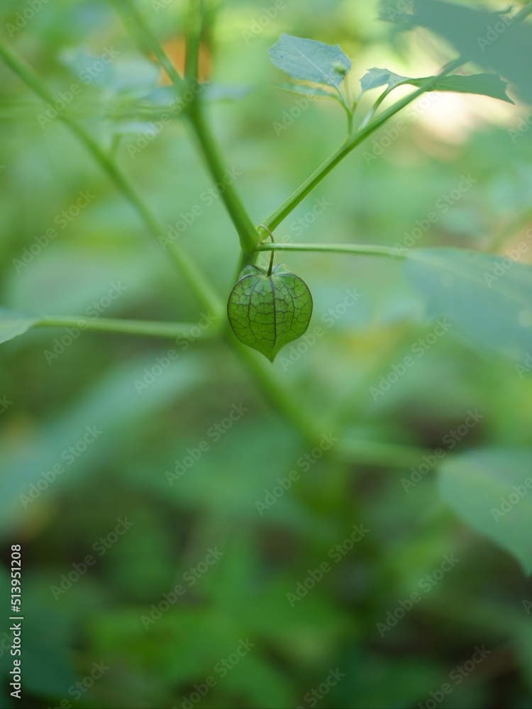 water drops on a leaf, physalis plant or ceplukan in garden, tanaman ...