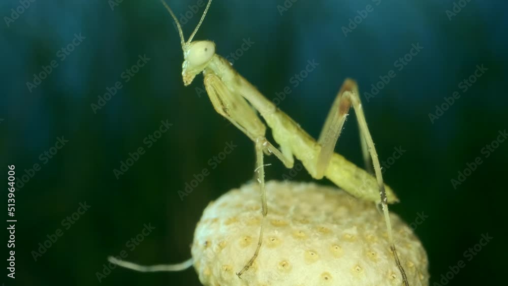 Newborn green Praying Mantis sit on top of dandelions and look at the ...