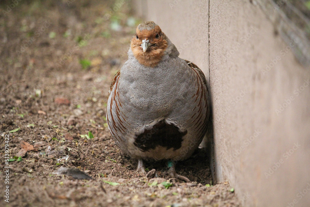 Grey Partridge. Perdix perdix, also known as the English partridge ...