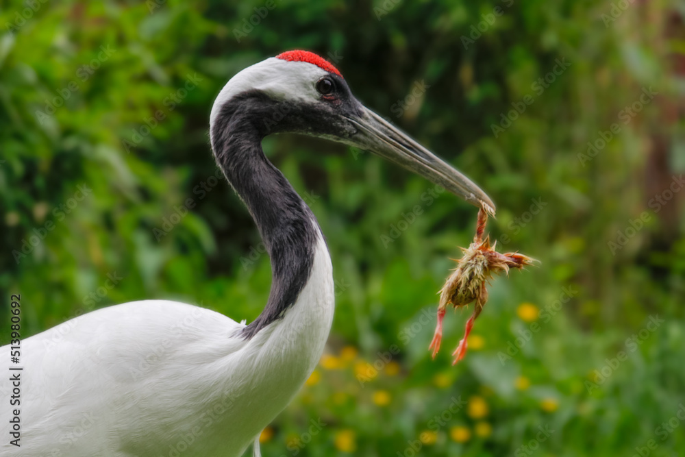 Red-crowned crane. Grus japonensis, also known as the Japanese crane ...