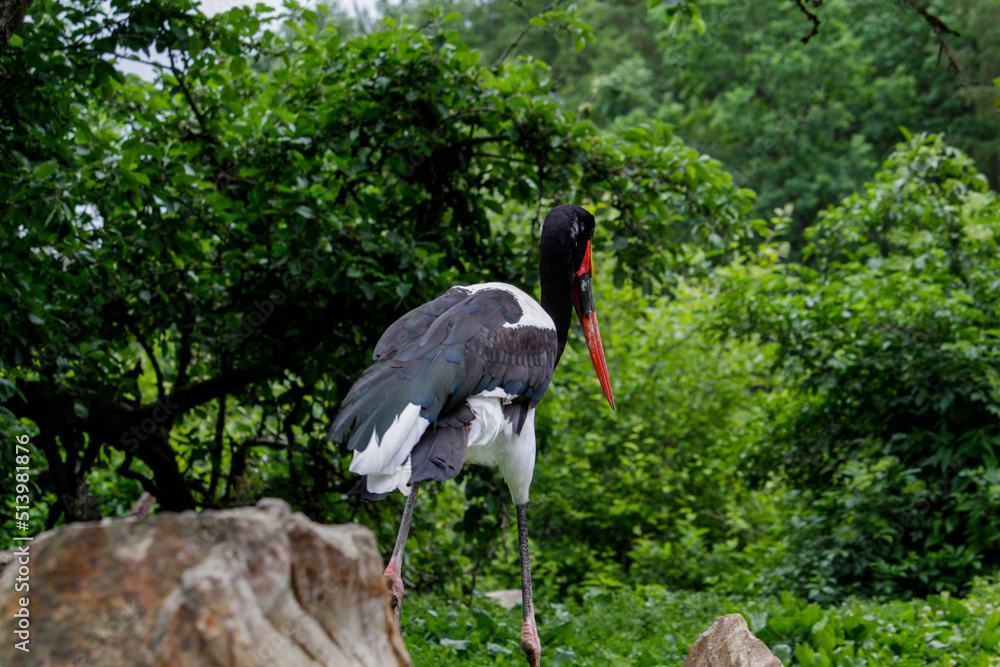 Black and white, large stork with red and yellow beak, Saddle-billed ...