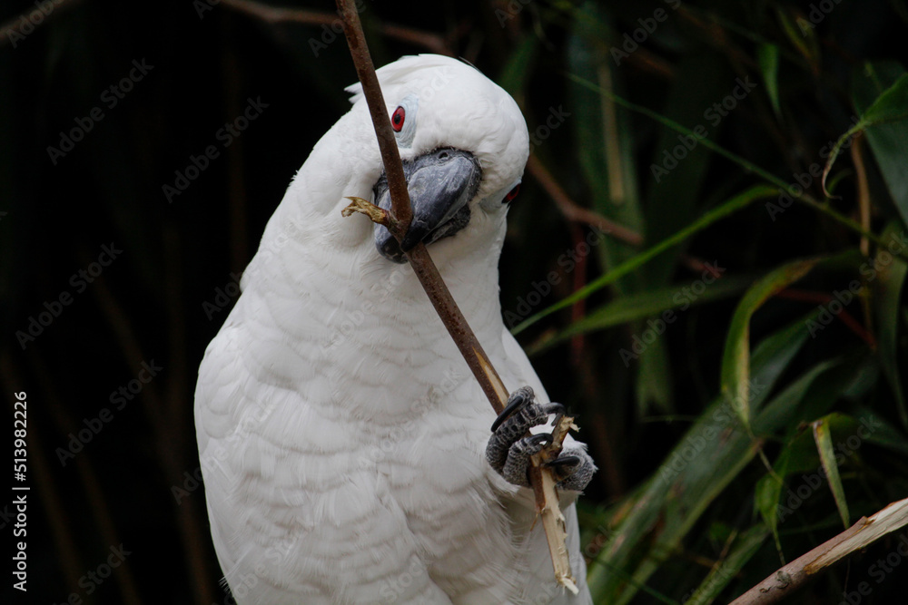 The white cockatoo. Cacatua alba, also known as the umbrella cockatoo ...