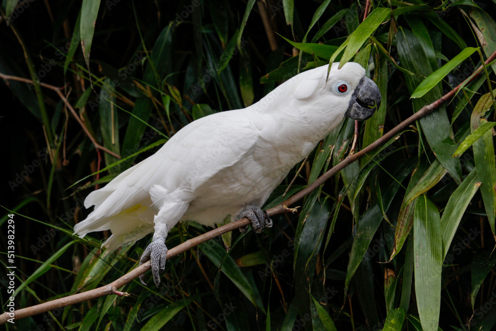 The white cockatoo. Cacatua alba, also known as the umbrella cockatoo ...