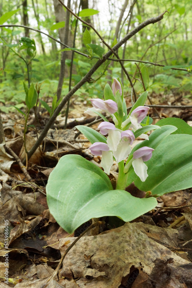 The native woodland perennial Galearis spectabilis (showy orchis), a ...