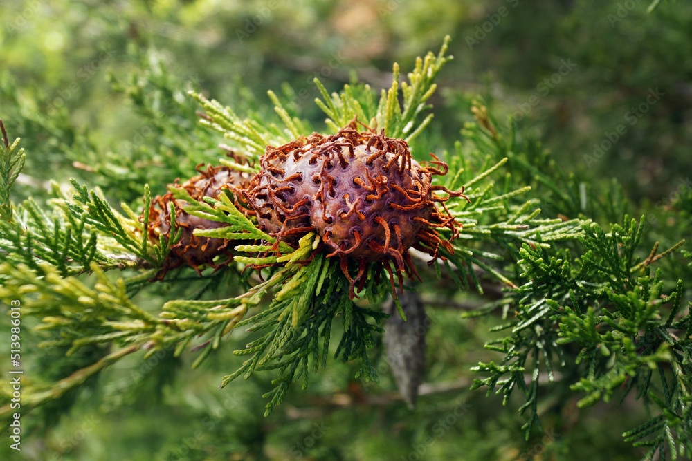 Closeup of cedar-apple rust (Gymnosporangium juniperi-virginianae) gall ...