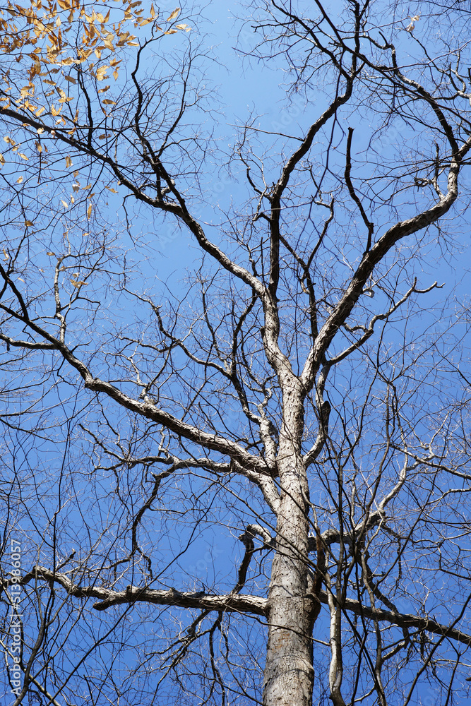 Deliquescent branching on a deciduous tree: white oak (Quercus alba ...