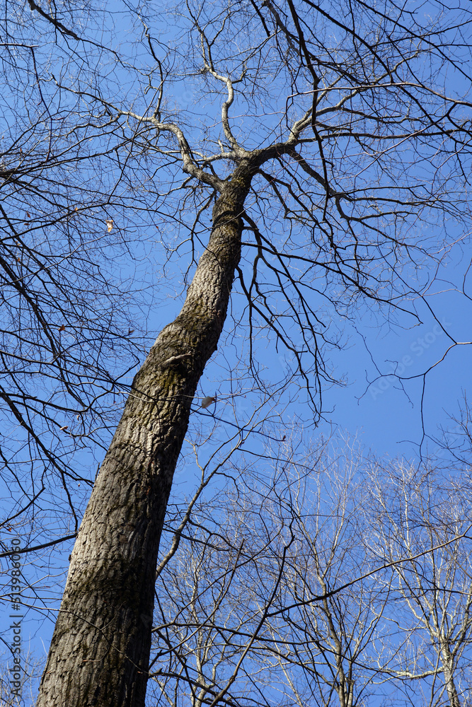 Deliquescent branching on a deciduous tree: white oak (Quercus alba ...