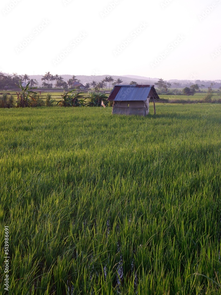 rice field, farm house and rice field look imaging. or gubug tempat ...