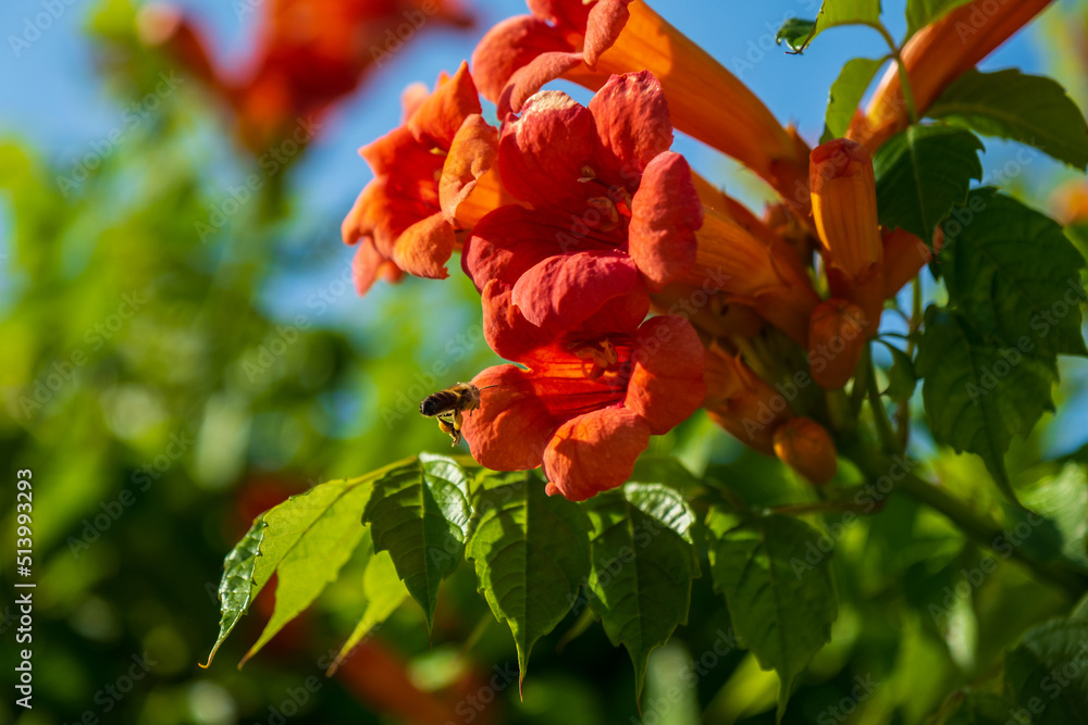 Campsis radicans also known as Trumpet creeper Stock-Foto | Adobe Stock