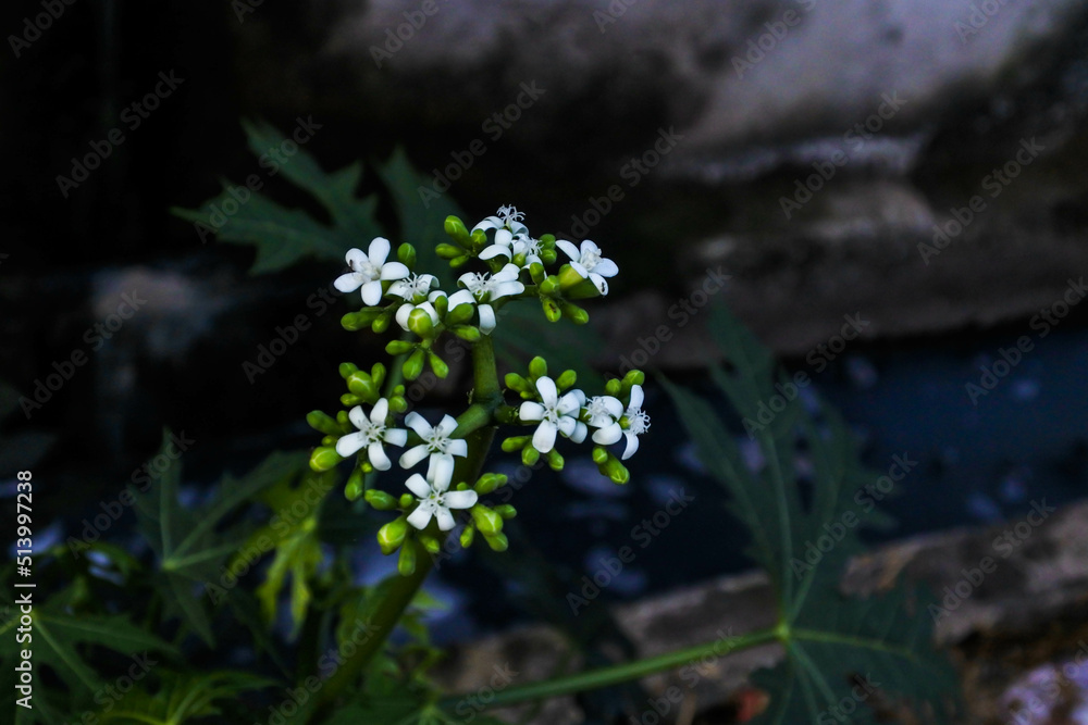 blooming and bud flowers of the Cabbage-star, Treadsoftly (Cnidoscolus ...