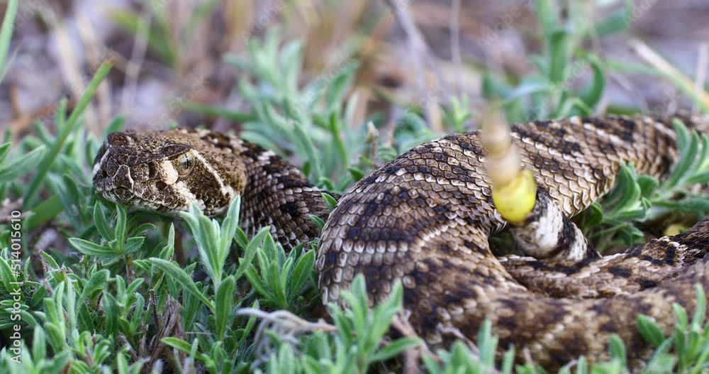 Static video of a Western Diamondback Rattlesnake(Crotalus atrox ...
