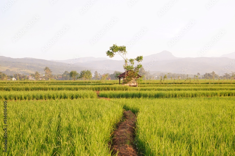 rice field, farm house and rice field look imaging. or gubug tempat ...