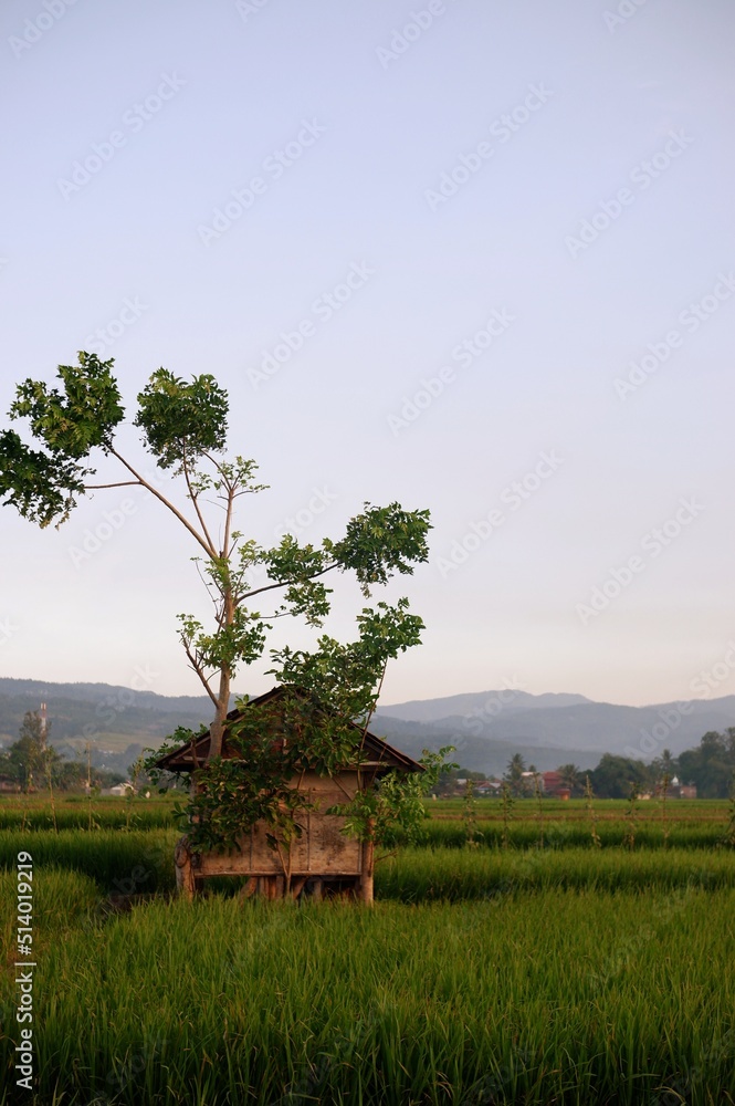 tree in the field, farm house and rice field look imaging. or gubug ...