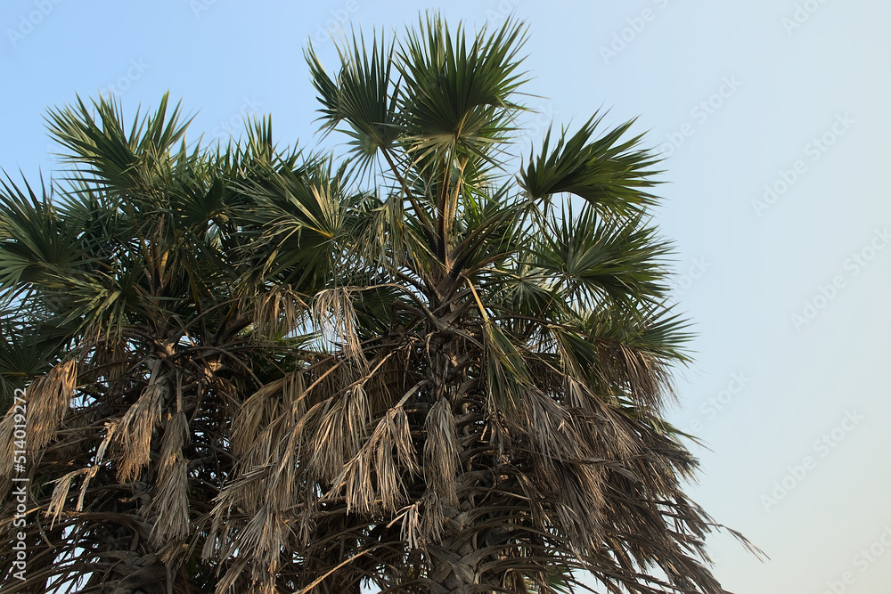 Low angle view of tall, and lush green Hyphaene thebaica, also known as ...
