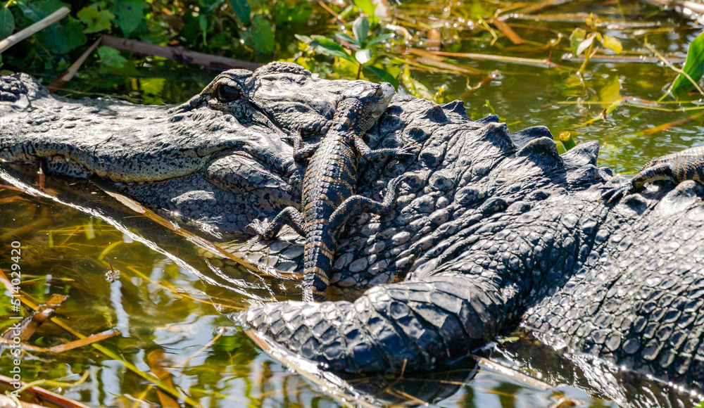 Female American Alligator with alligator babies on her back at Orlando ...