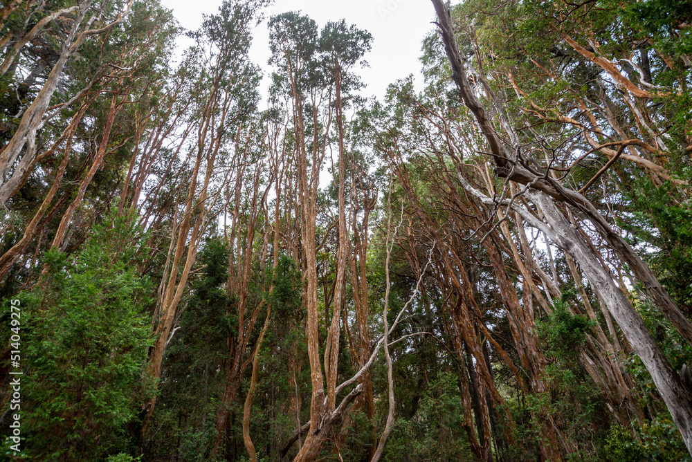 Arrayanes - Luma Apiculata - Forest in Puerto Quetrihué within Los ...