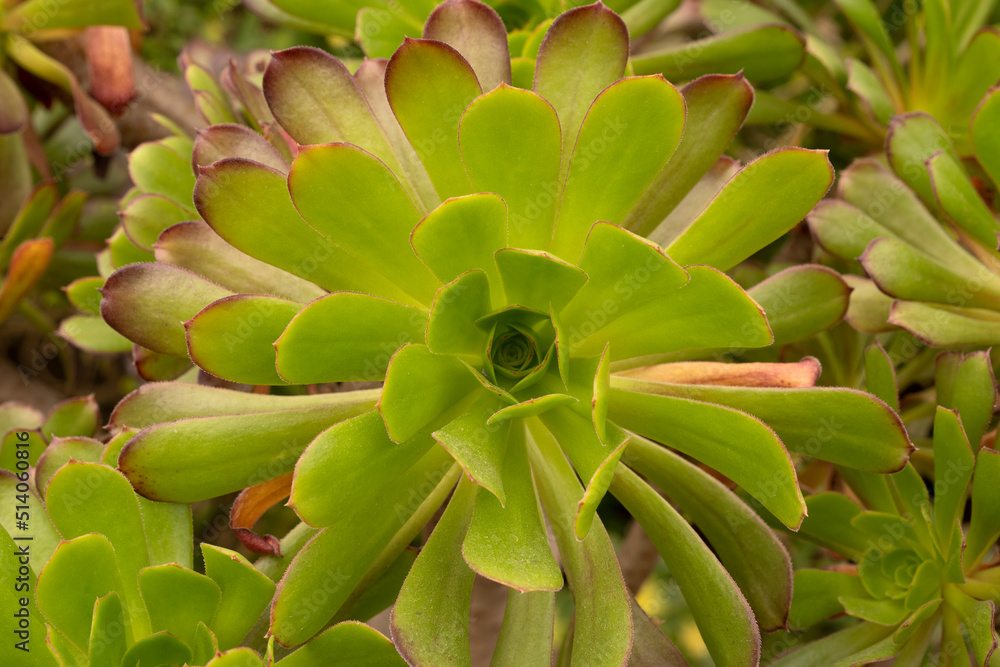 Botany. Closeup of an Aeonium arboreum succulent plant, also known as ...