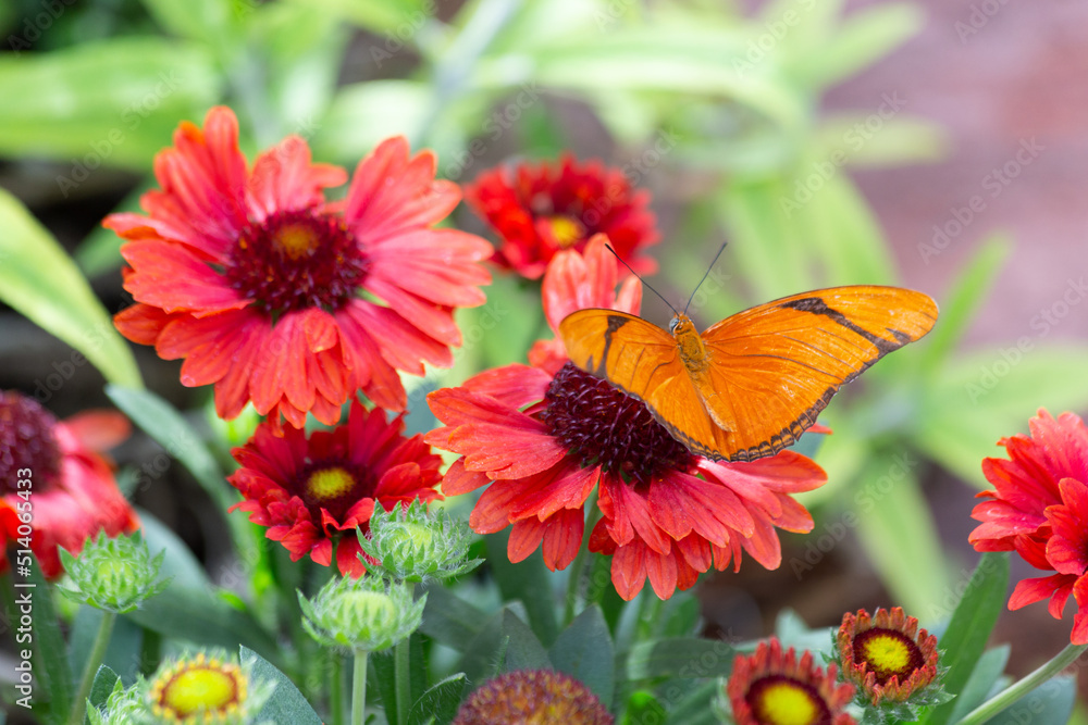 The Dryas iulia butterfly warms its orange wings atop a red daisy ...