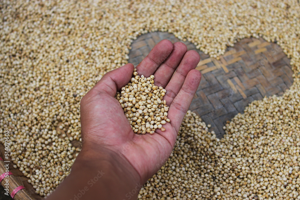 Hand holding a handful of white sorghum or jowar grains with blurred ...