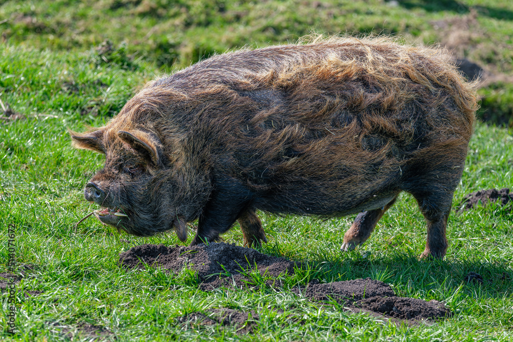 Brown coloured Kune Kune pig with thick, long curly coat of hair ...