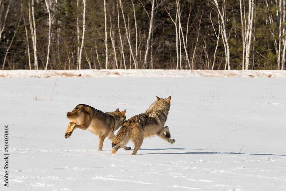 Pack Of Wolves Running Away