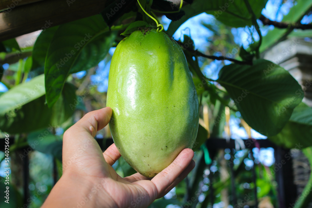 Hand holding a Passiflora quadrangularis fruits (also known as the ...